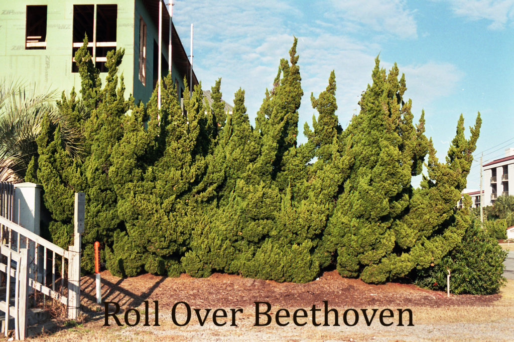 Bonne année des Beatles ! | délibéré