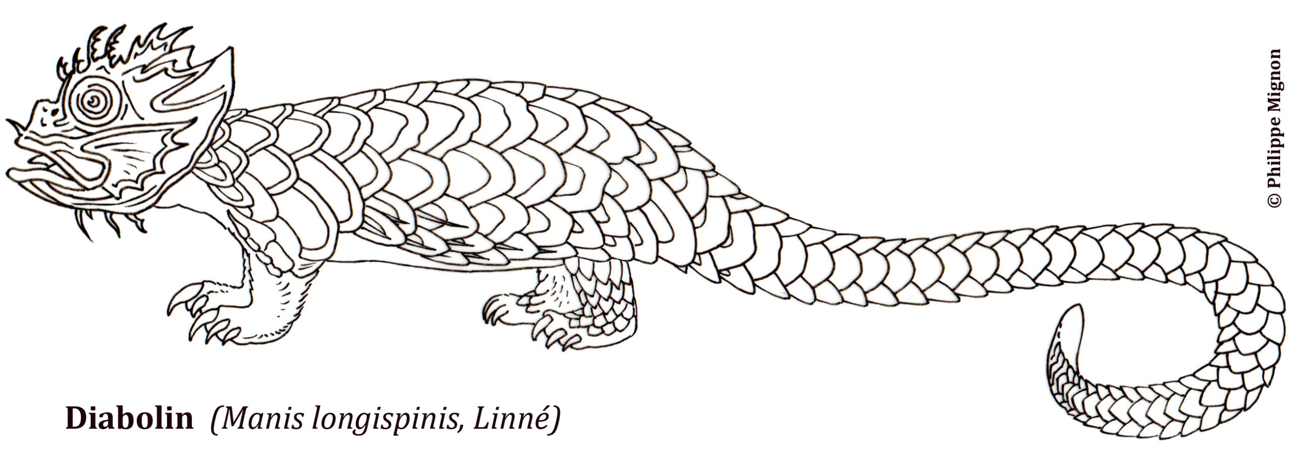 Diabolin — délibéré