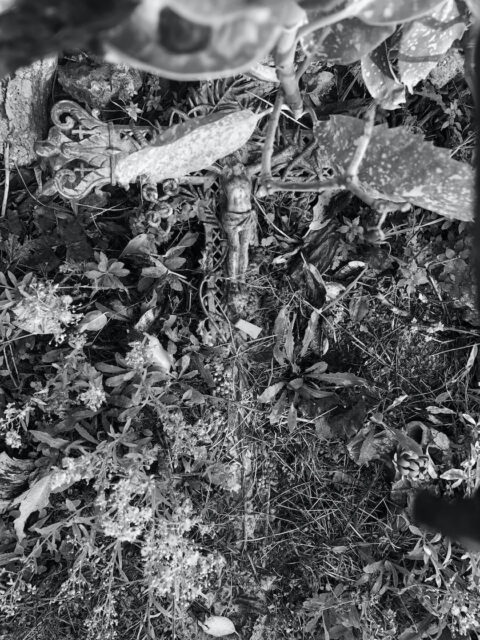 Les choix de délibéré – 21 nov. 2016 | délibéré