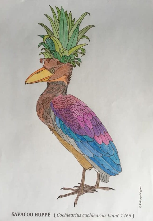 Le savacou huppé | délibéré