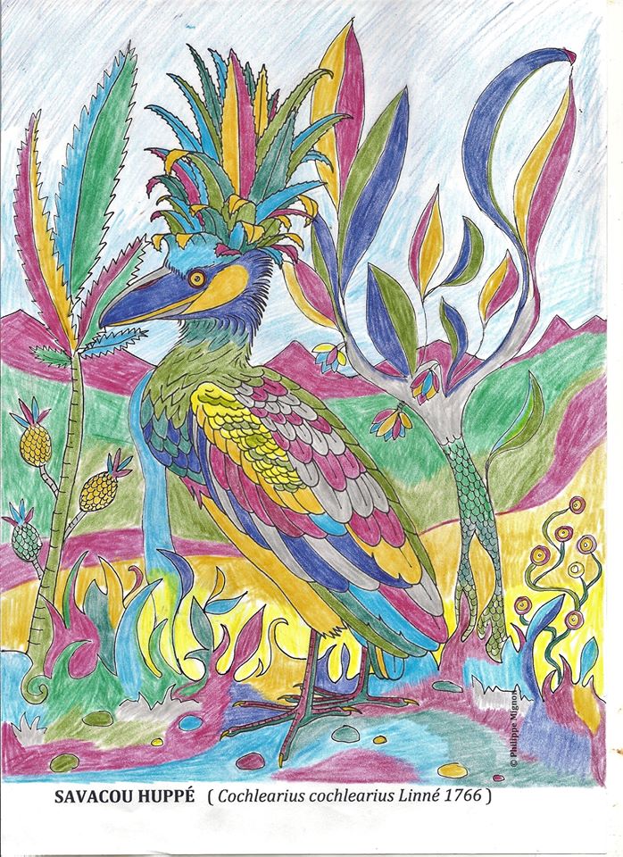 Le savacou huppé | délibéré