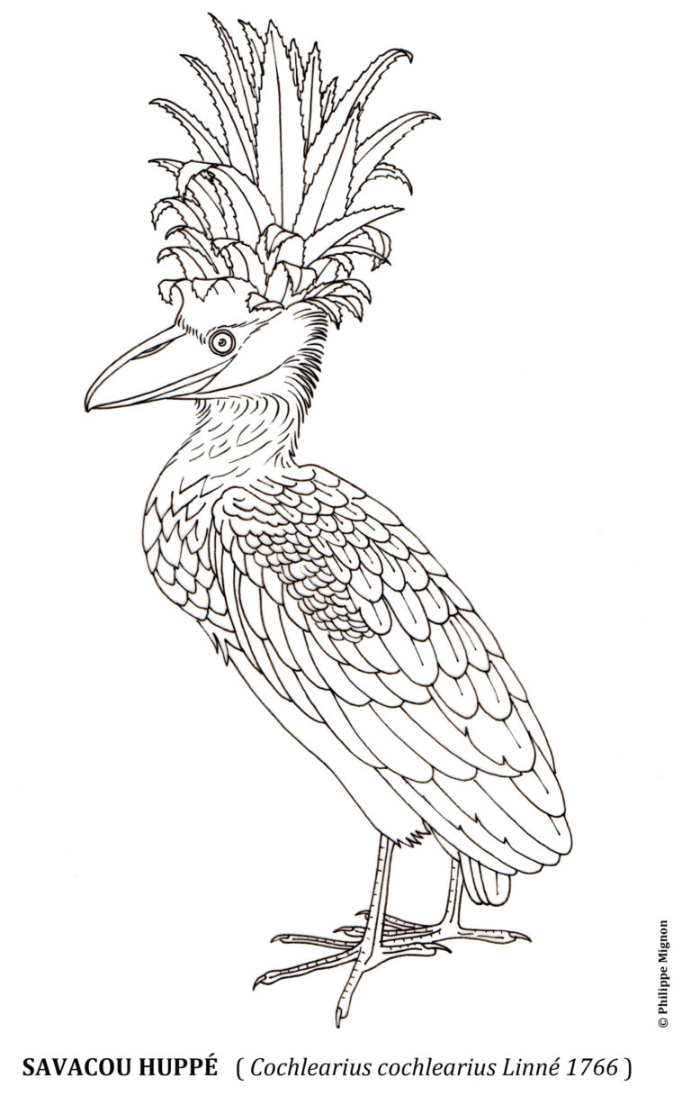 Le savacou huppé | délibéré